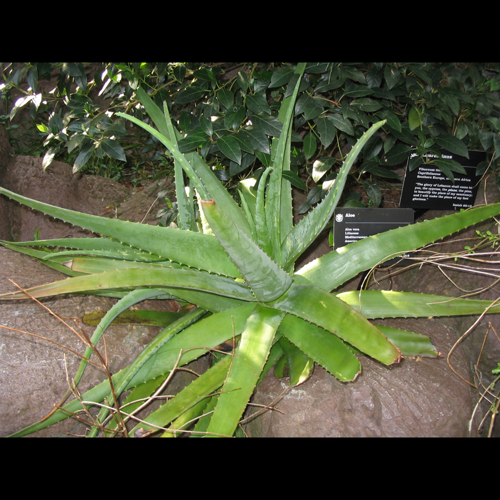 Aloe Vera | Project Noah