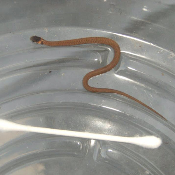 Texas Brown Snake | Project Noah
