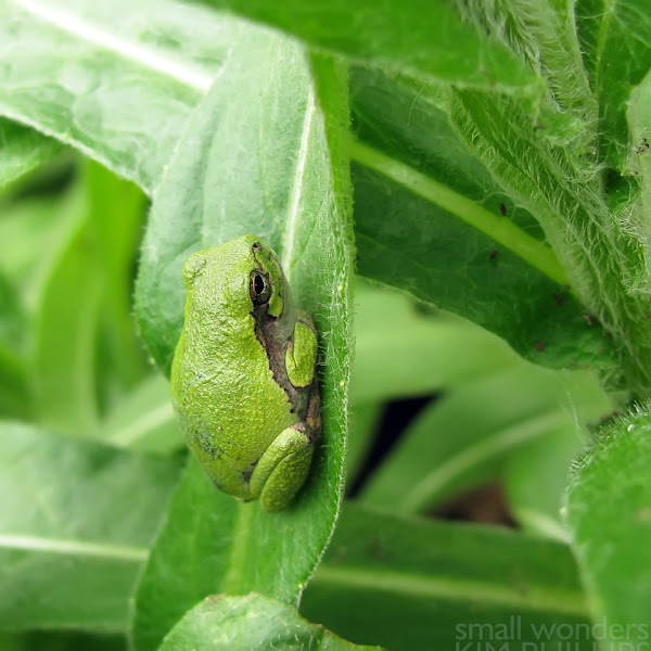 Grey Tree Frog | Project Noah