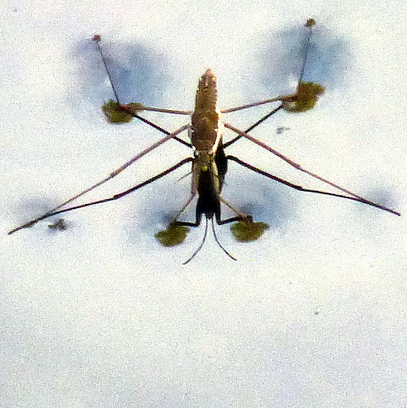 Water Strider | Project Noah