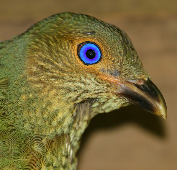 bower bird | Project Noah