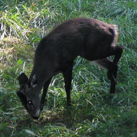 Tufted Deer | Project Noah