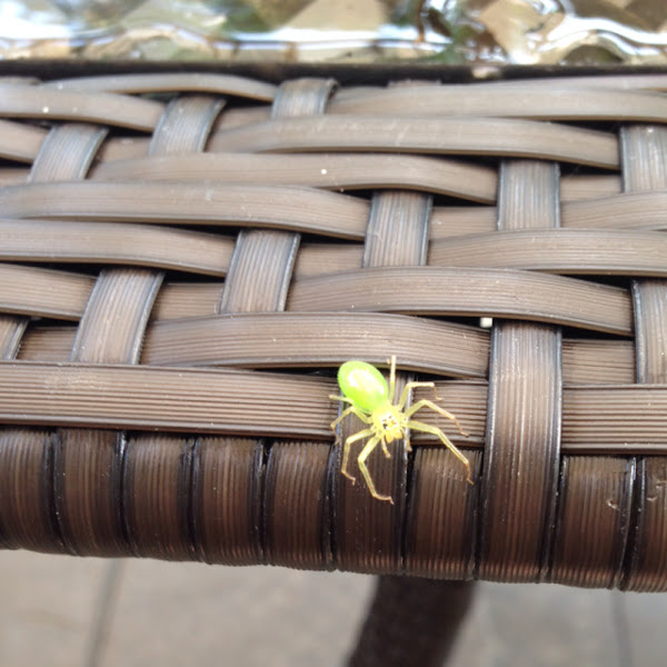 Magnolia Green Jumper, female | Project Noah