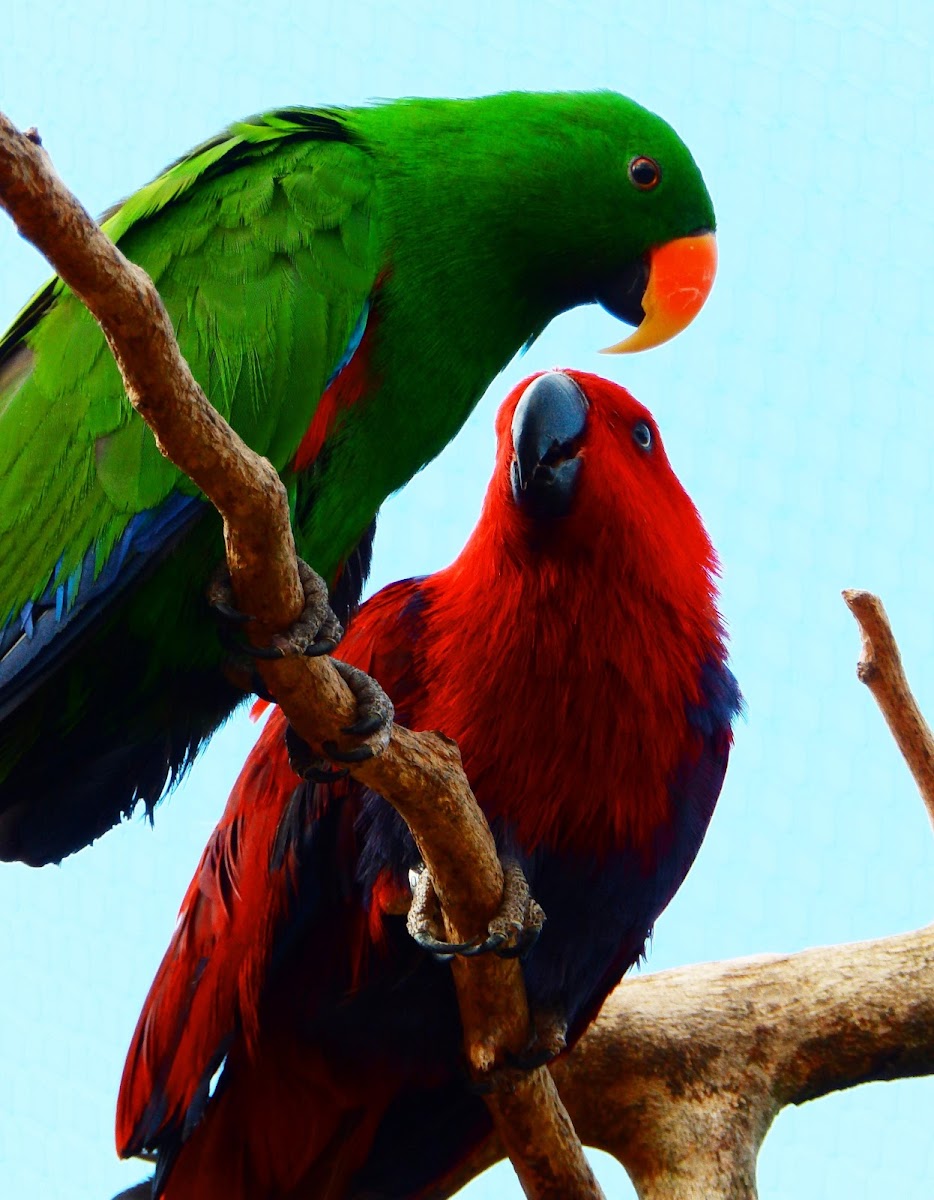 Eclectus parrots | Project Noah