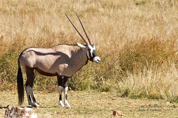 Common Beisa Oryx | Project Noah
