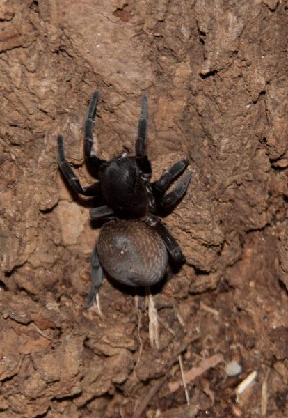 Tree Velvet Spider | Project Noah