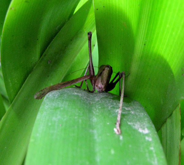 Brown Katydid | Project Noah