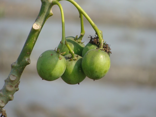 Jatropha,Bio Diesel | Project Noah