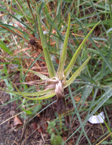 Yellow Goatsbeard | Project Noah