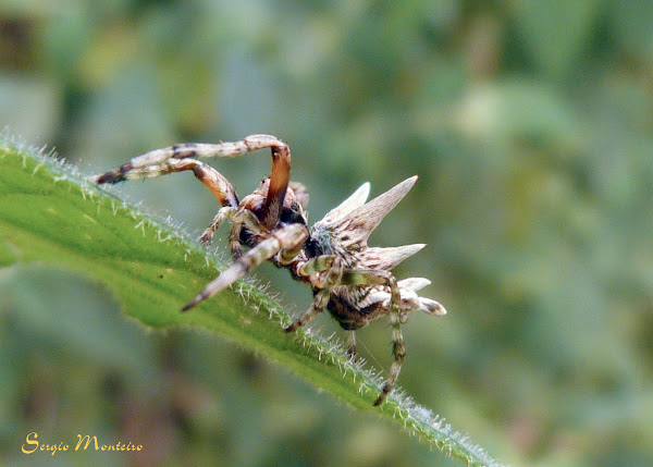 Thorny spider | Project Noah
