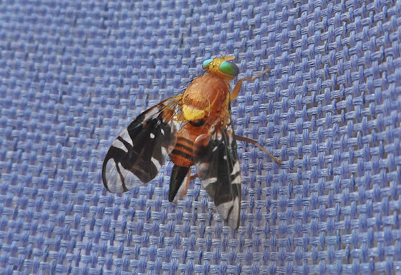 Fruit Fly | Project Noah