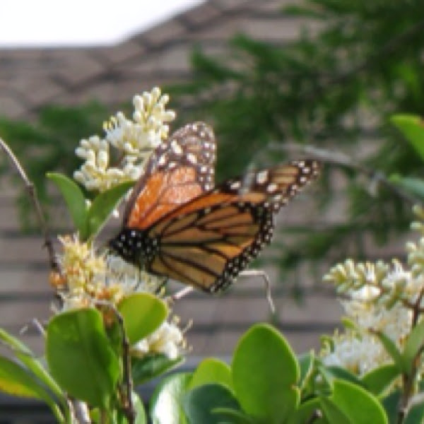 Monarch | Project Noah