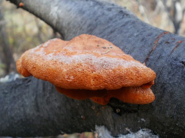 Cinnabar-red Polypore | Project Noah