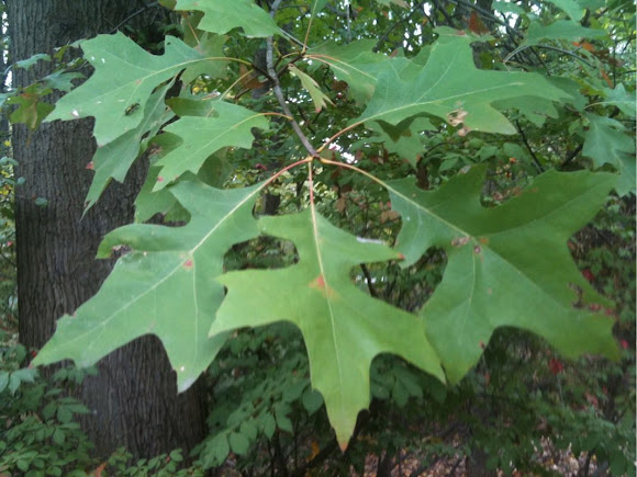 Red oak | Project Noah