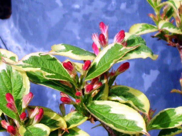 Variegated azalea (red ruffles) | Project Noah