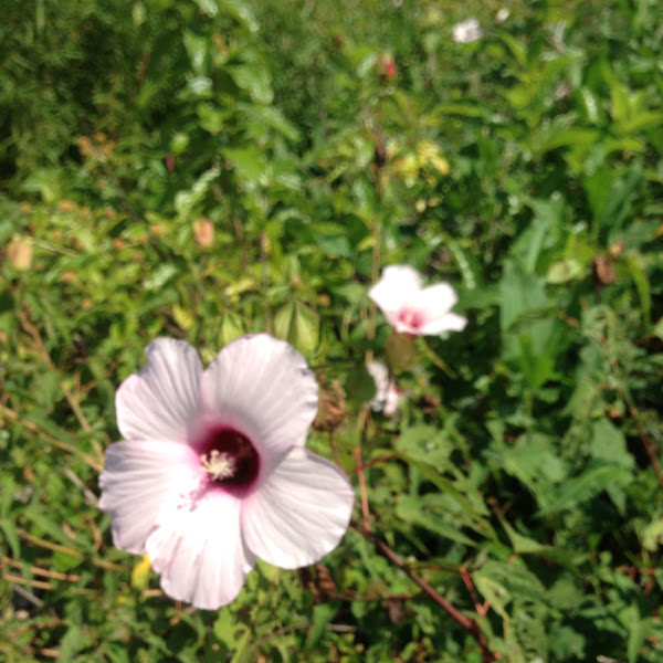 Halberd-leaf Rose-mallow | Project Noah