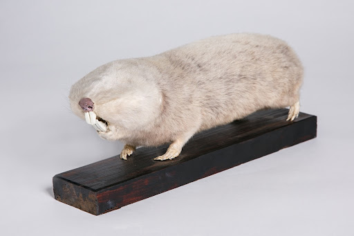 Spalax giganteus — Google Arts & Culture