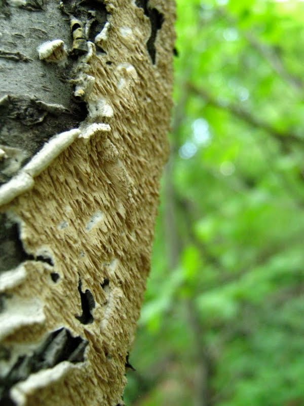 Milk White Toothed Polypore, Irpex lacteus | Project Noah