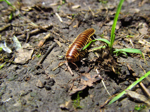 Iowa Millipede | Project Noah