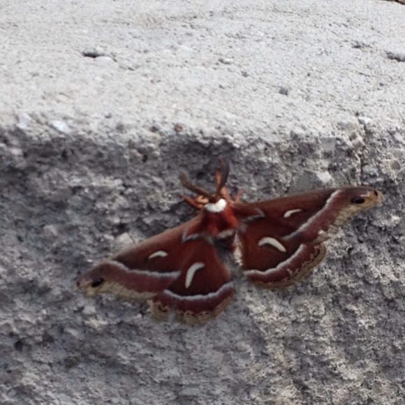 Nike moth | Project Noah