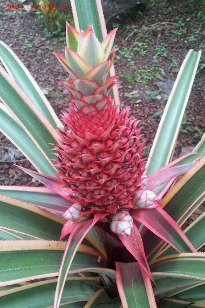 Red Pineapple | Project Noah