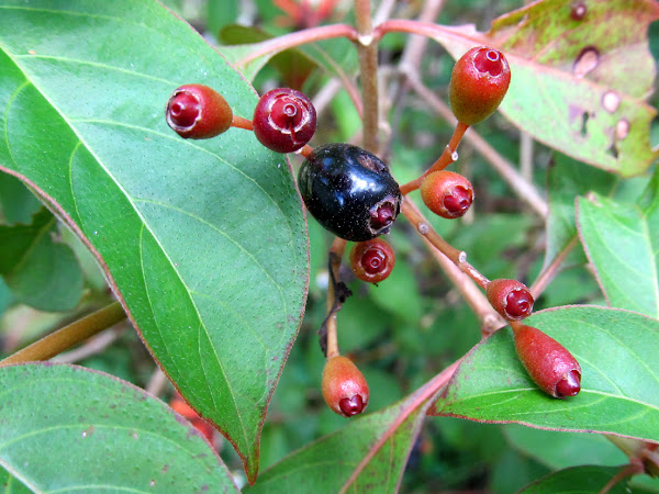 Firebush | Project Noah