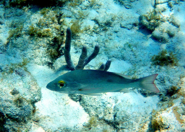 Mahogany Snapper | Project Noah