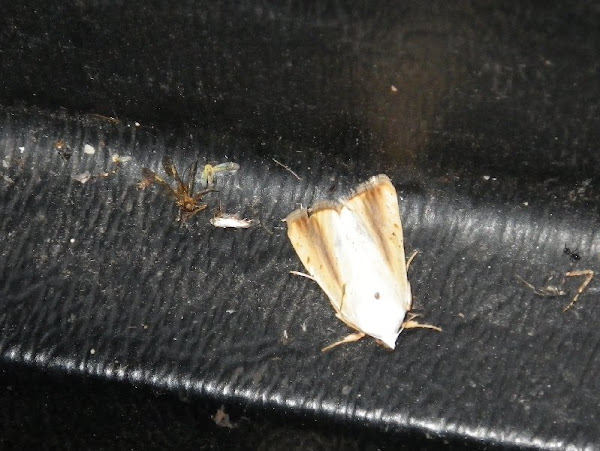 Noctuid Moth | Project Noah