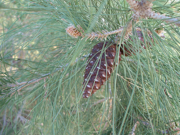 Afghan Pine | Project Noah