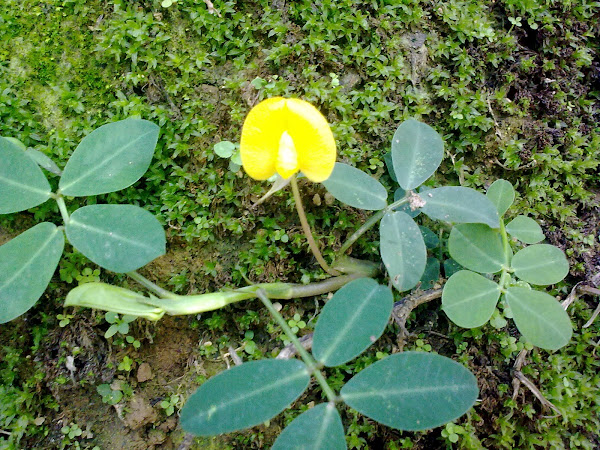 Pinto peanut | Project Noah