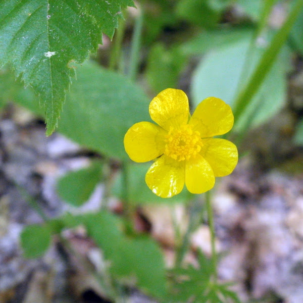 Tall Buttercup | Project Noah