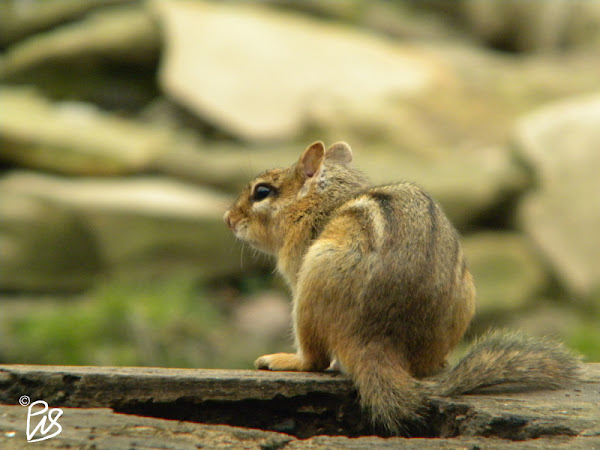 Eastern Chipmunk | Project Noah