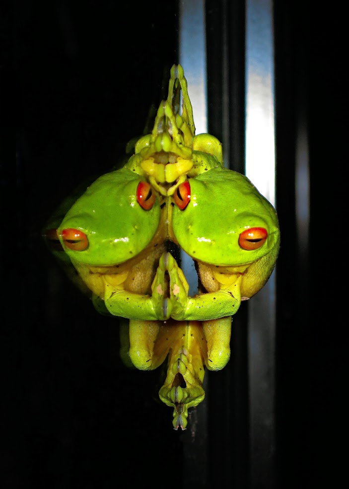 Redirecting to https://projectnoah.org/spotting/477582