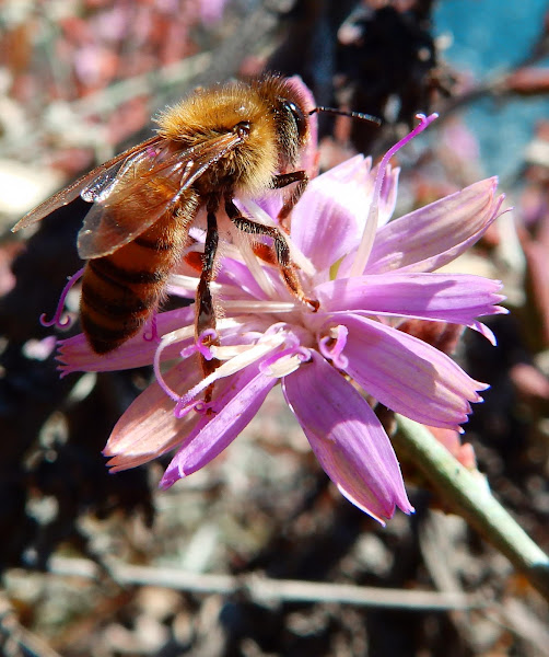 Honey Bee | Project Noah