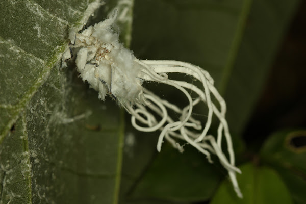 Flatid bug nymph | Project Noah