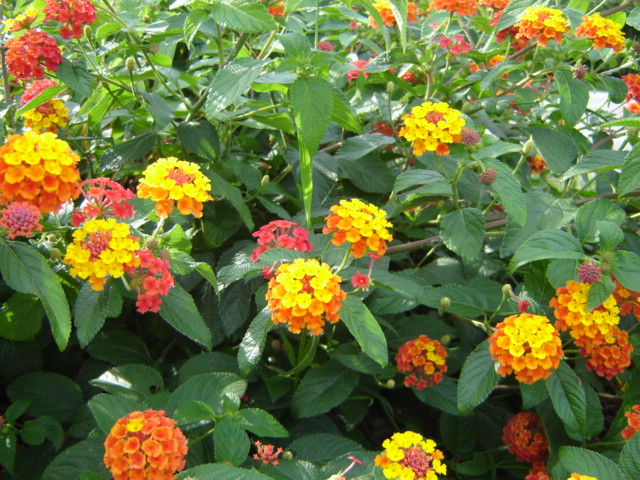 Miss Huff's Hardy Lantana (Ham and Eggs) | Project Noah