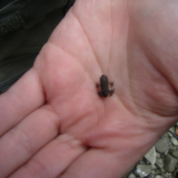 Baby Animals of the NorthEastern US | Project Noah