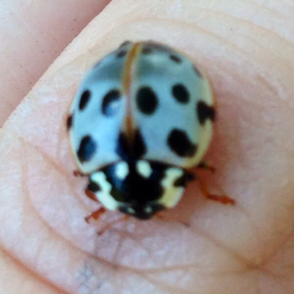 Lady bug / lady bird beetle | Project Noah