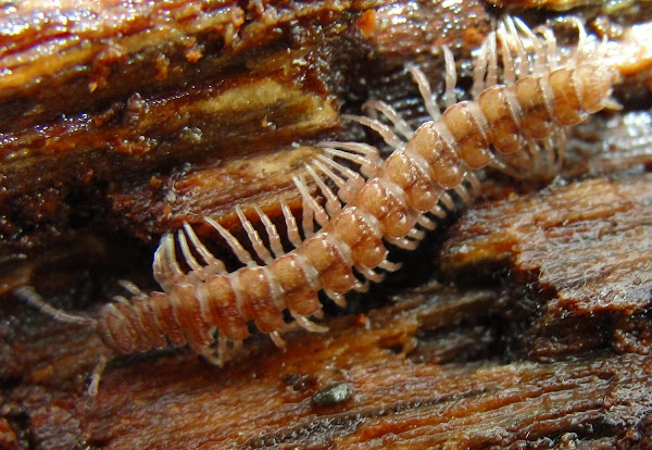 Flat Backed Millipede | Project Noah
