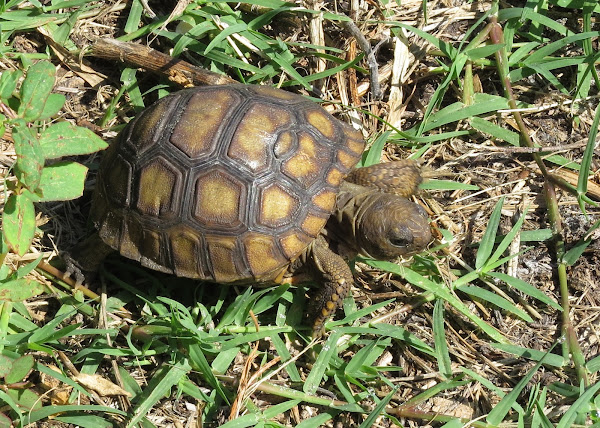 Gopher Tortoise Juvenile | Project Noah