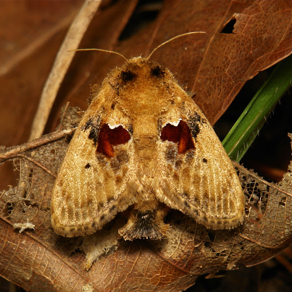 Cup Moth, female | Project Noah