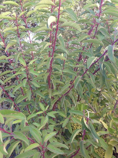 Laurel Sumac | Project Noah