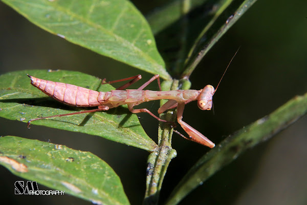 Photina mantis (young male) | Project Noah