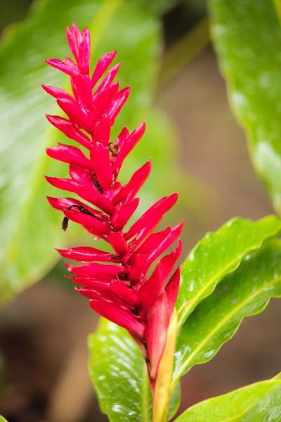 Red Ginger | Project Noah