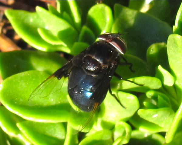 Mexican Cactus Fly | Project Noah