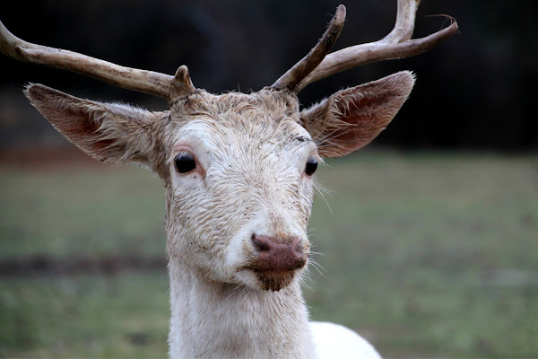 Fallow deer. | Project Noah