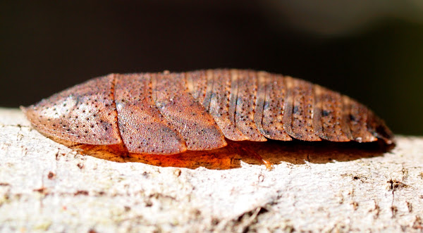 Bark Cockroach | Project Noah