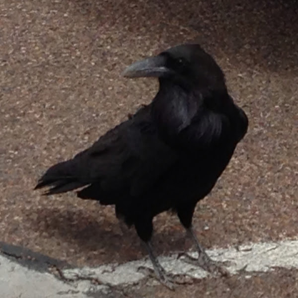 Common Raven, Northern Raven | Project Noah