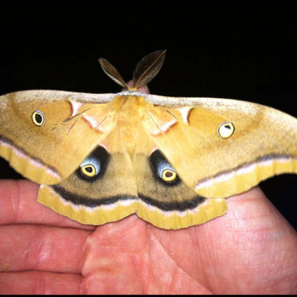 Polyphemus Moth | Project Noah