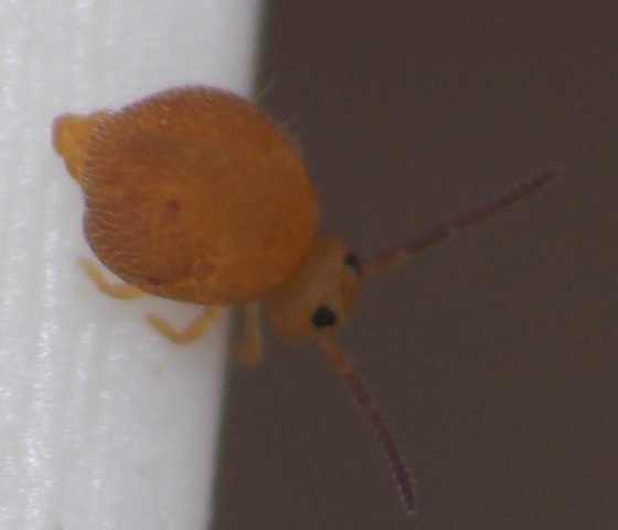 Globular Springtail | Project Noah
